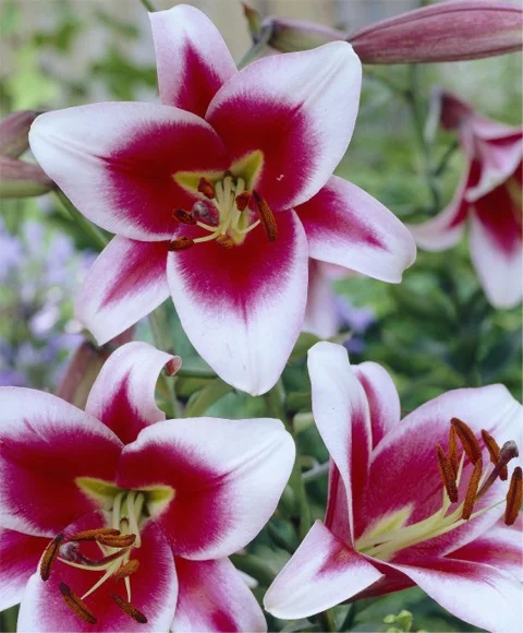 Orienpet Lilies Dazzle the Mid-Summer Garden — Enchanted Gardens