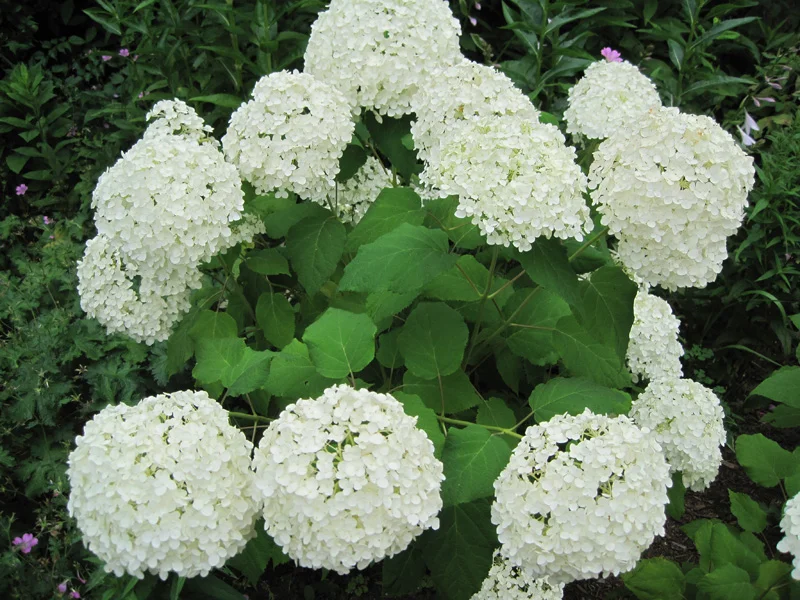 Hydrangea Annabelle Continues to Please — Enchanted Gardens