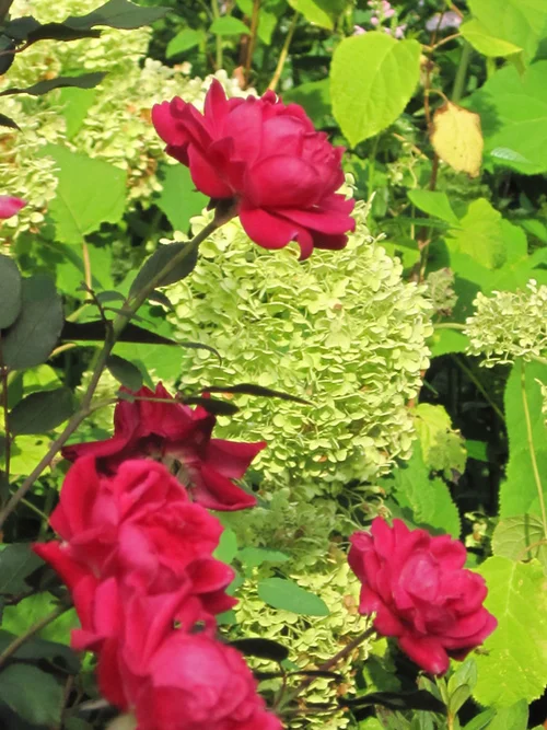 Hydrangea Annabelle Continues to Please — Enchanted Gardens