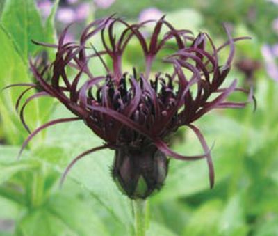 Centaurea Montana: A Cottage Garden Favorite — Enchanted Gardens