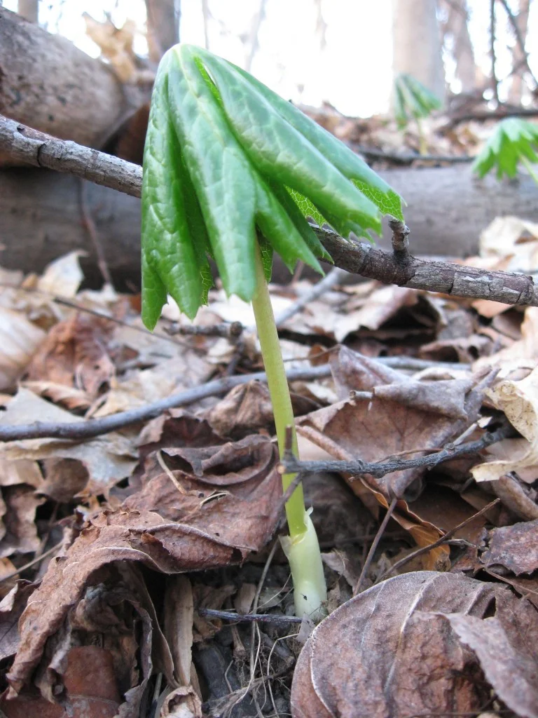 The Mayapple: A Native Woodland Colonizer — Enchanted Gardens