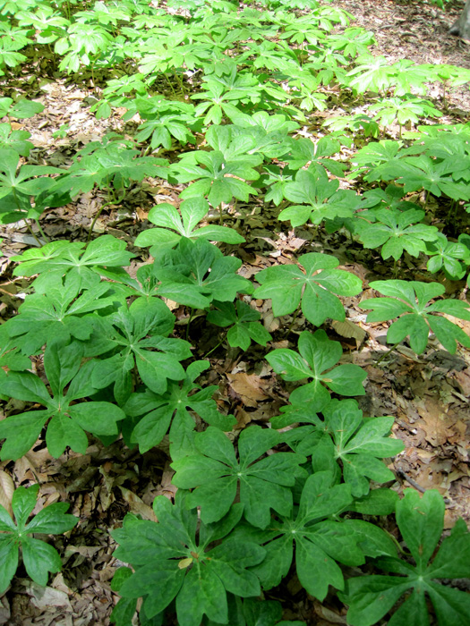 The Mayapple: A Native Woodland Colonizer — Enchanted Gardens