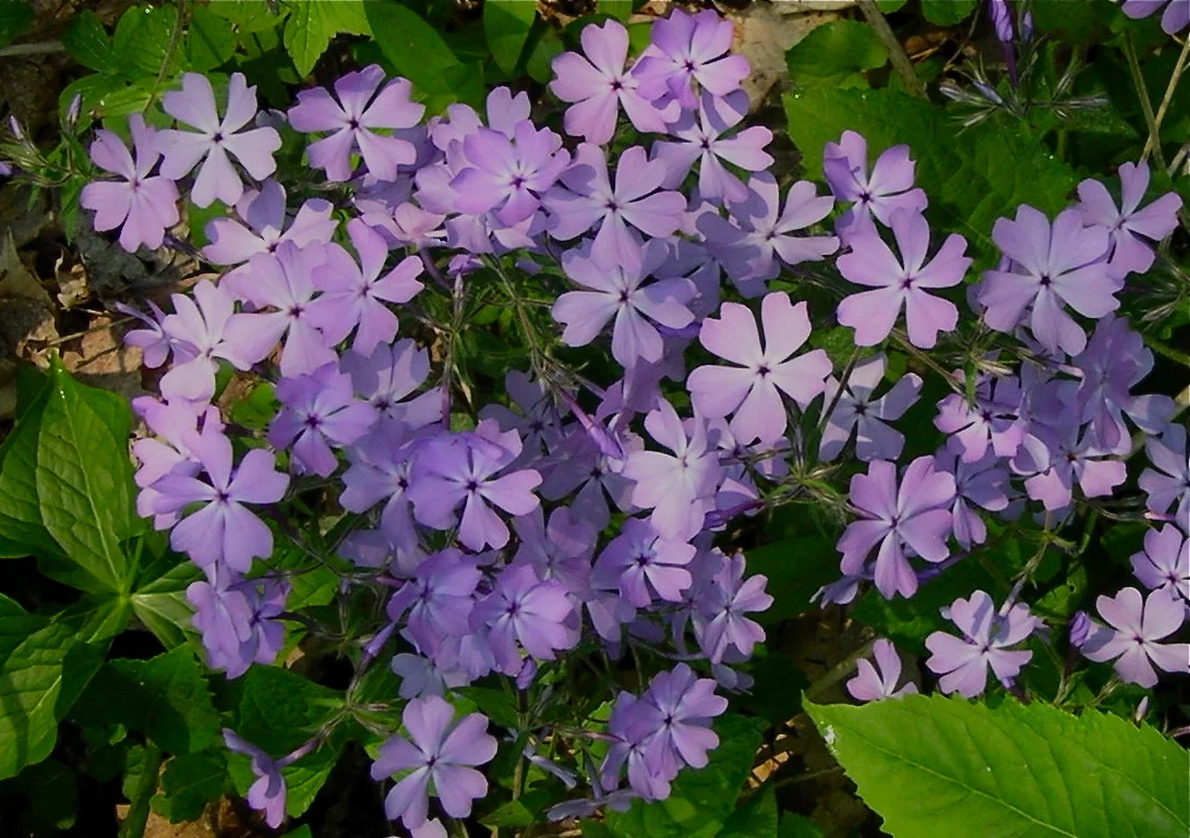 Woodland Phlox: A Natural Mingler — Enchanted Gardens