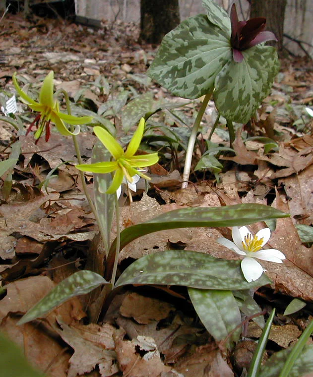 Erythronium: What’s in a Name? — Enchanted Gardens