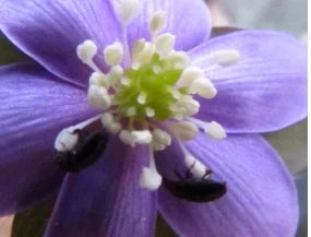 Spring Ephemerals: Adapted for Success — Enchanted Gardens