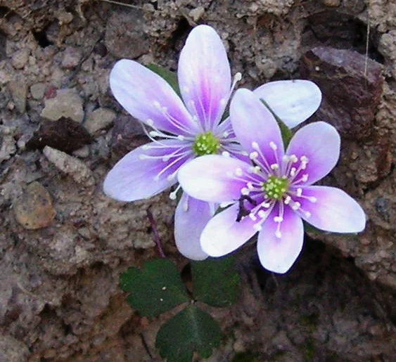 Spring Ephemerals: Early to Bed and Early to Rise — Enchanted Gardens