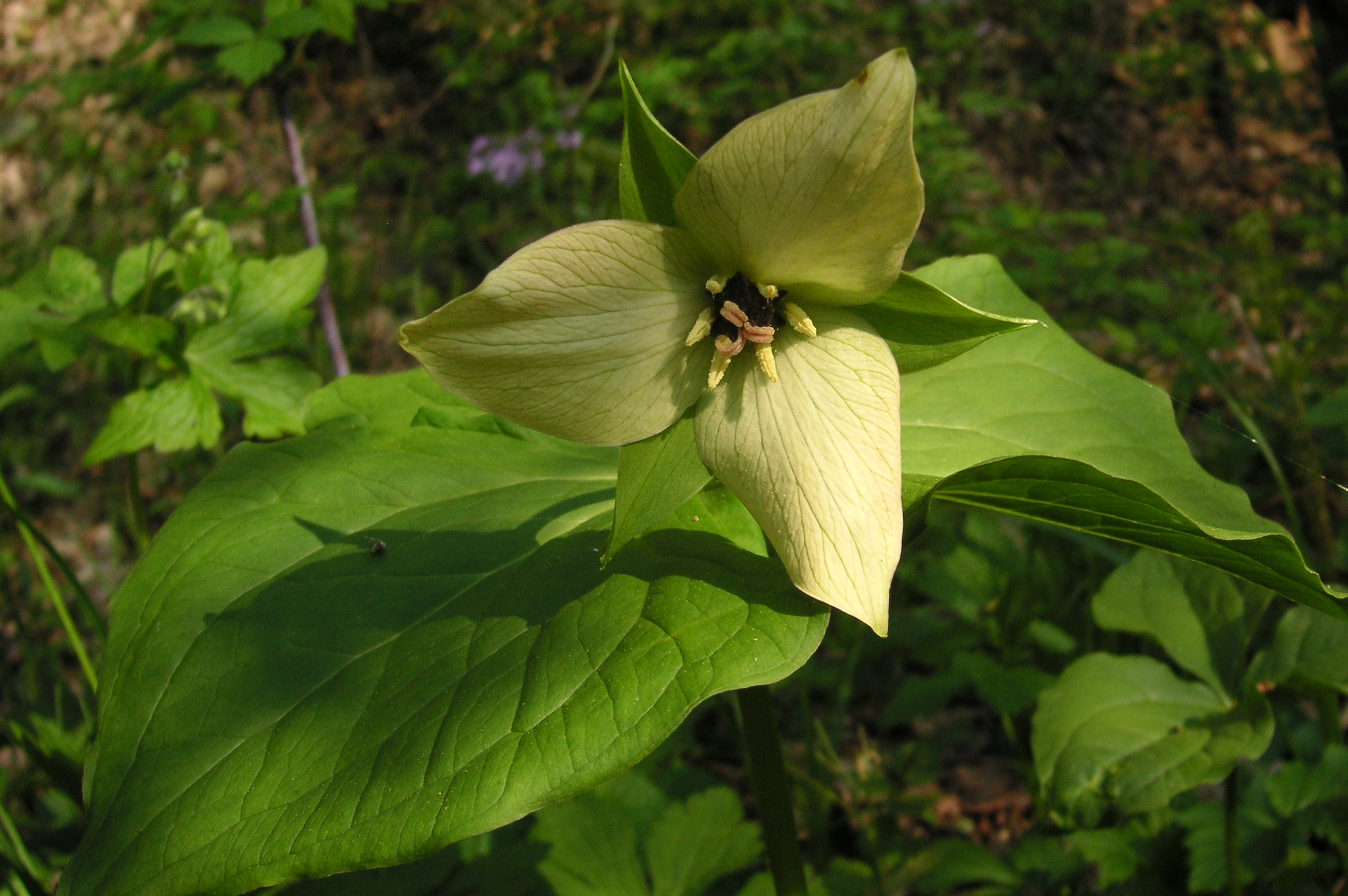 Spring Ephemerals: Early to Bed and Early to Rise — Enchanted Gardens