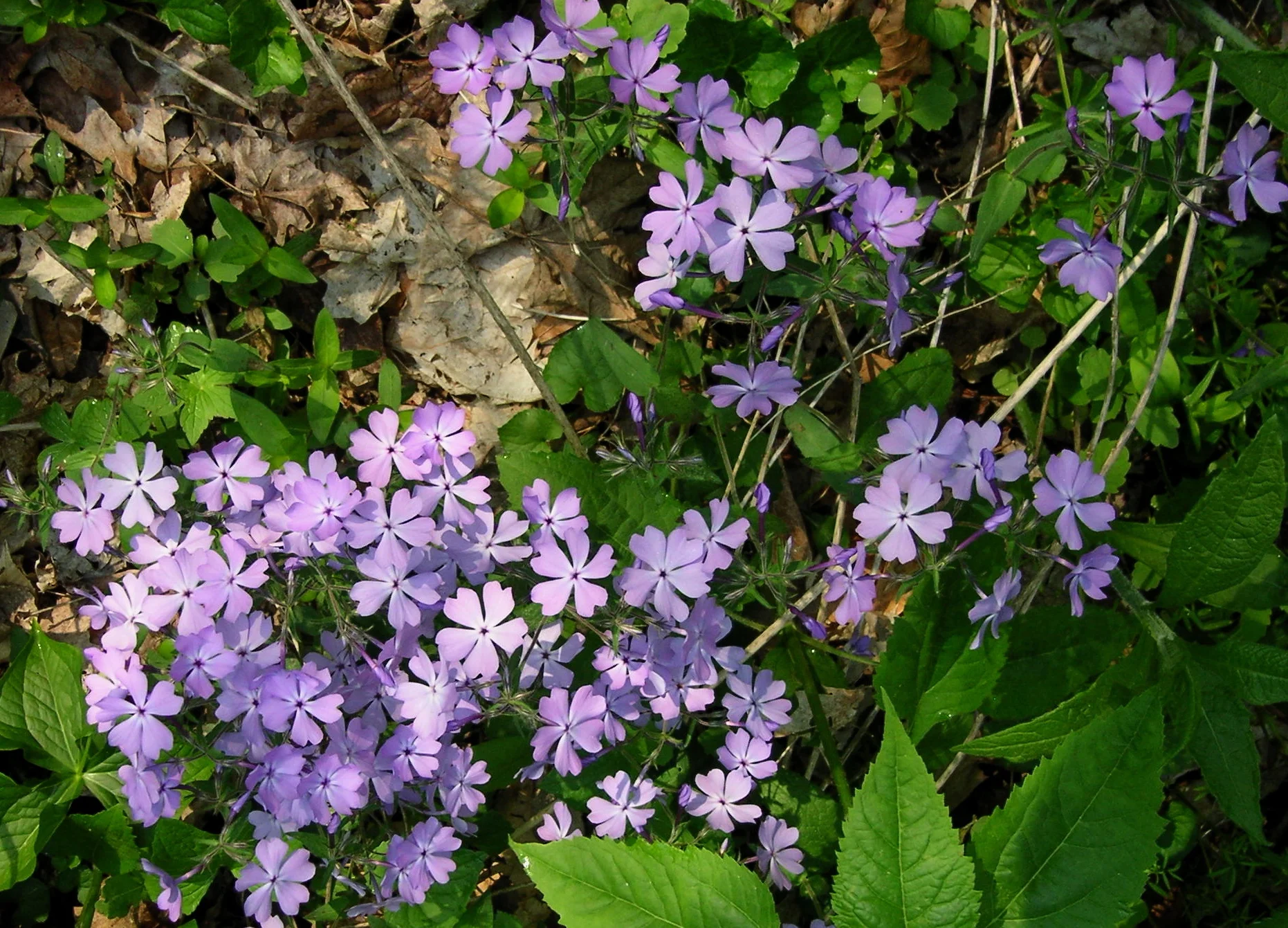 Spring Ephemerals: Early to Bed and Early to Rise — Enchanted Gardens