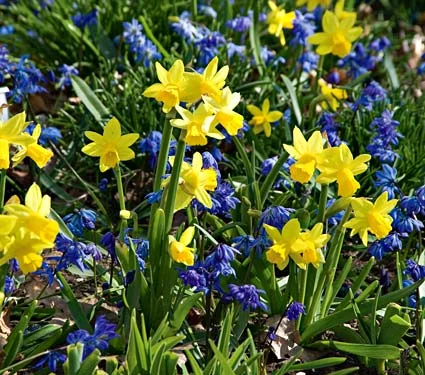 Siberian Squill: A Stalwart Survivor — Enchanted Gardens