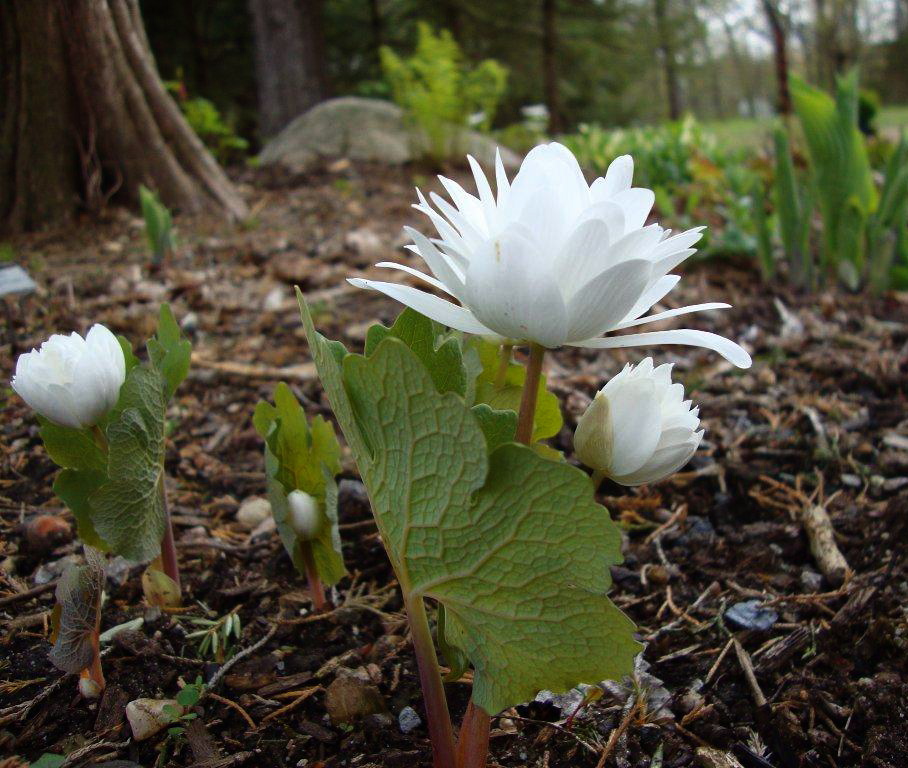 The Ephemeral Beauty of Bloodroot — Enchanted Gardens