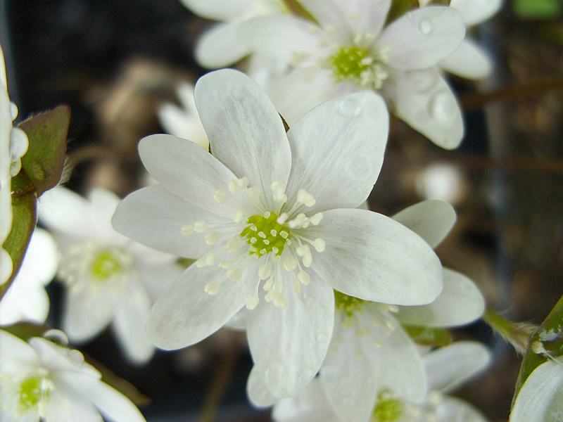 Hepatica Heralds Spring — Enchanted Gardens