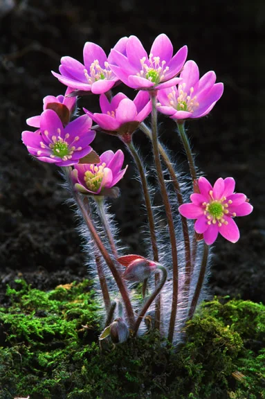 Hepatica Heralds Spring — Enchanted Gardens