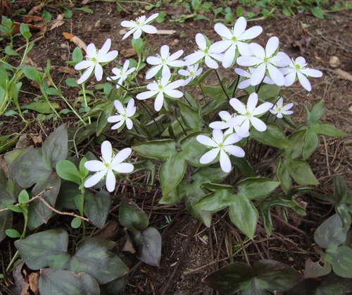 Hepatica Heralds Spring — Enchanted Gardens