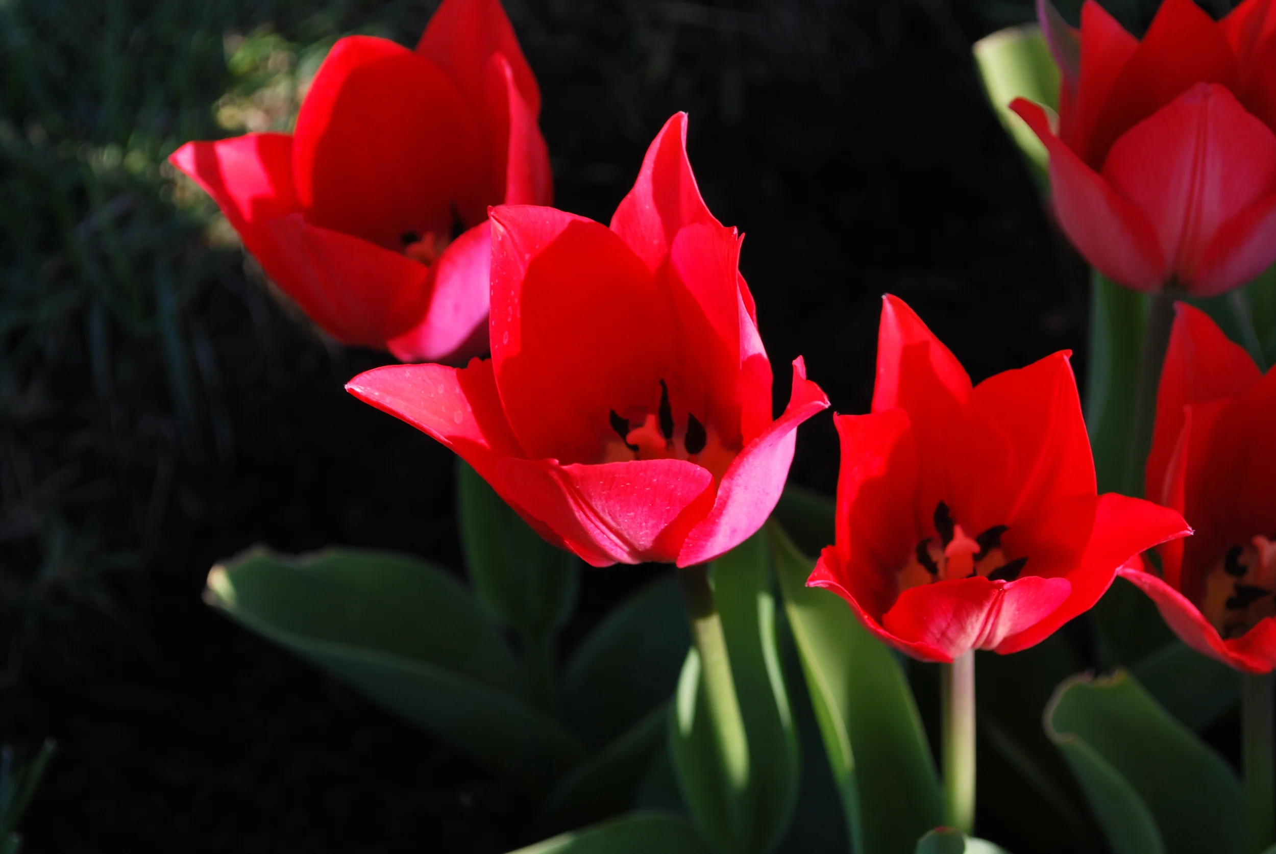 Welcome Spring with Species Tulips — Enchanted Gardens