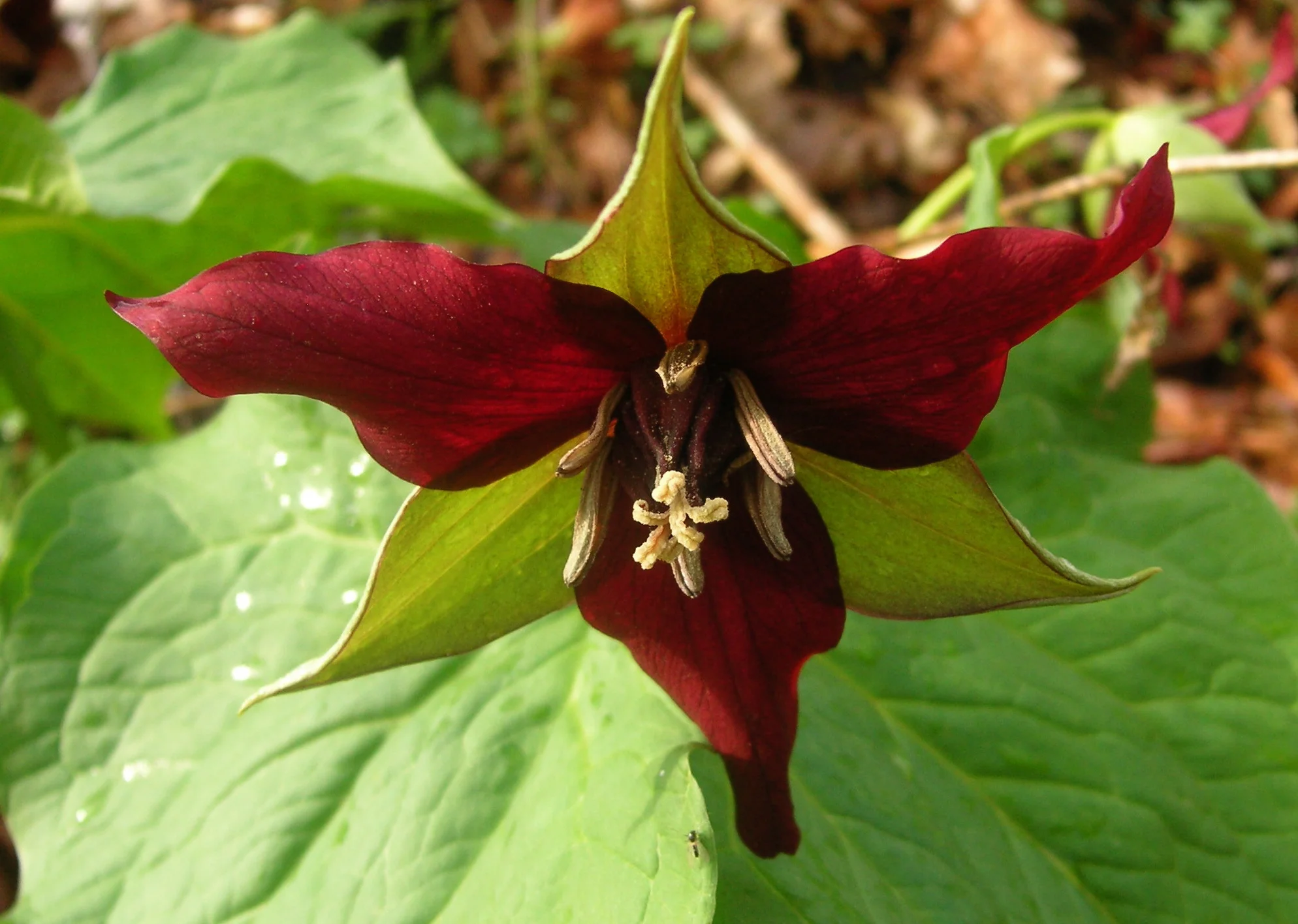 Trilliums Create an Elegant Understory — Enchanted Gardens