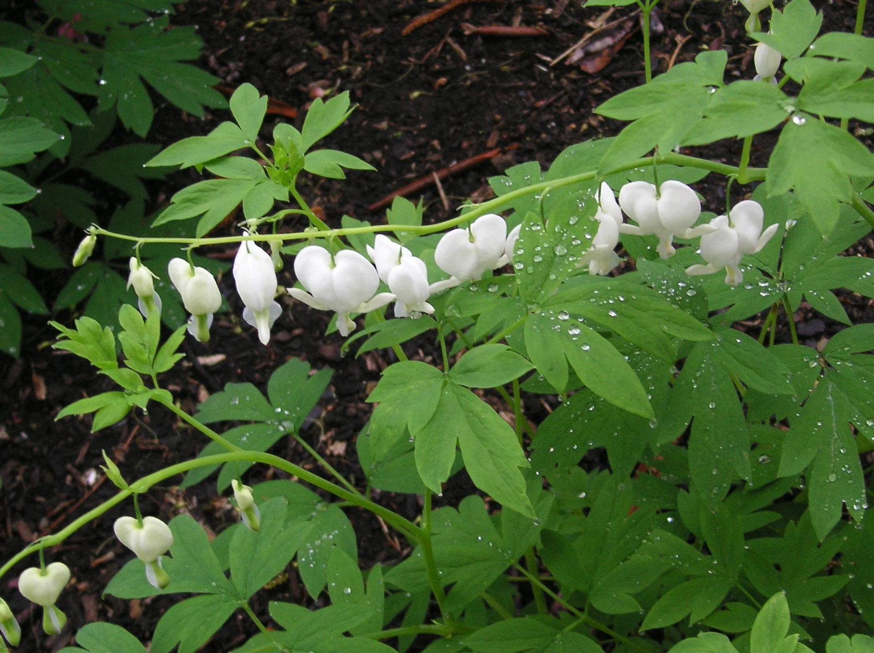 Bleeding Heart Plant Leaves