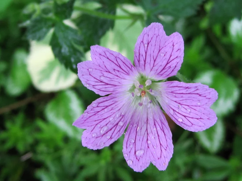 Geraniums: Delicate Beauty for the Perennial Garden — Enchanted Gardens