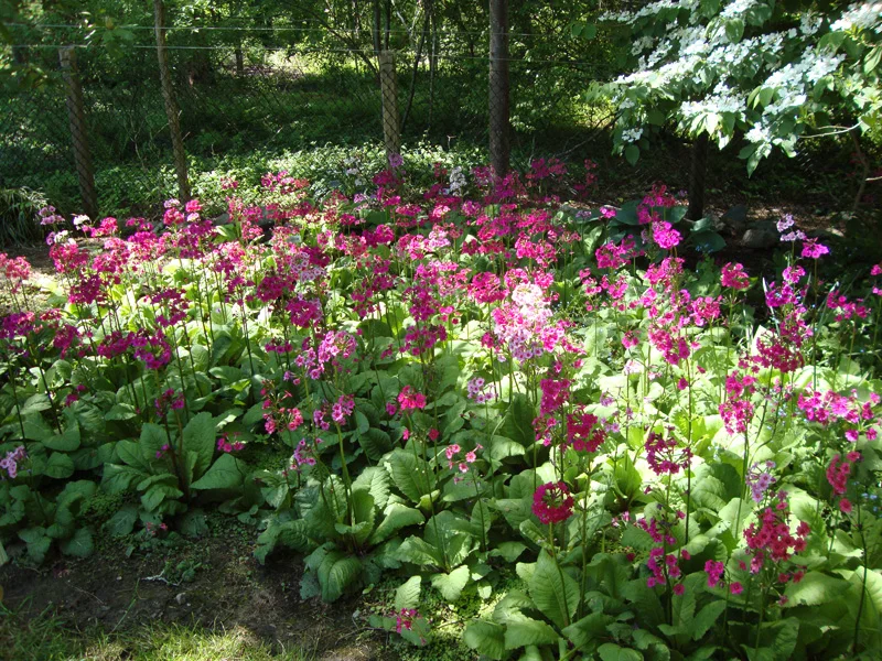 Primroses for New England — Enchanted Gardens