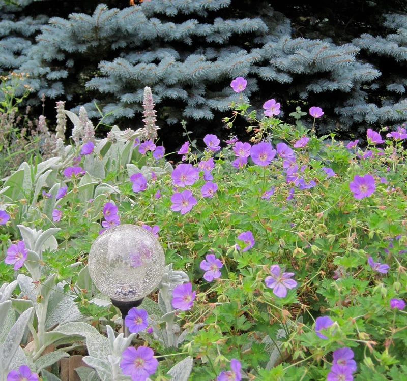 I’d Rather Be Blue: 10 Blue Perennials for Your Garden — Enchanted Gardens