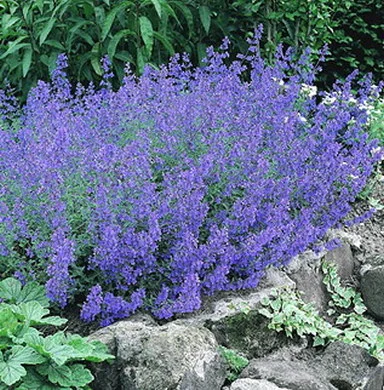 I’d Rather Be Blue: 10 Blue Perennials for Your Garden — Enchanted Gardens