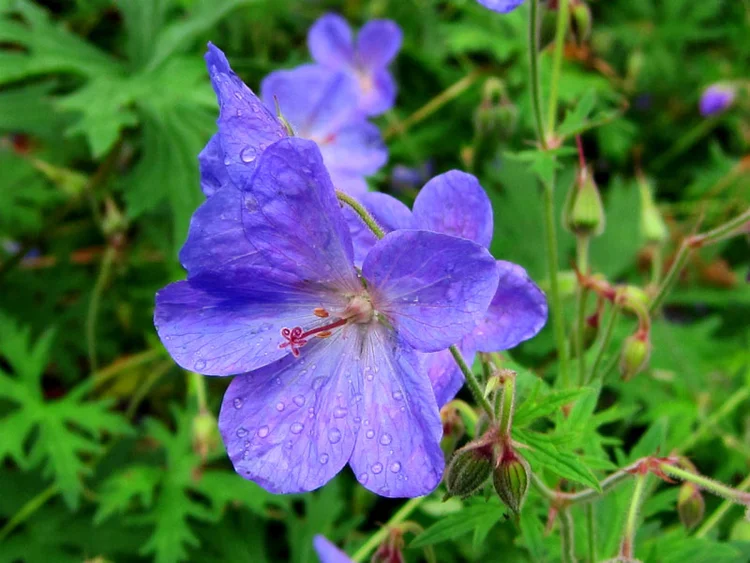 I’d Rather Be Blue: 10 Blue Perennials for Your Garden — Enchanted Gardens