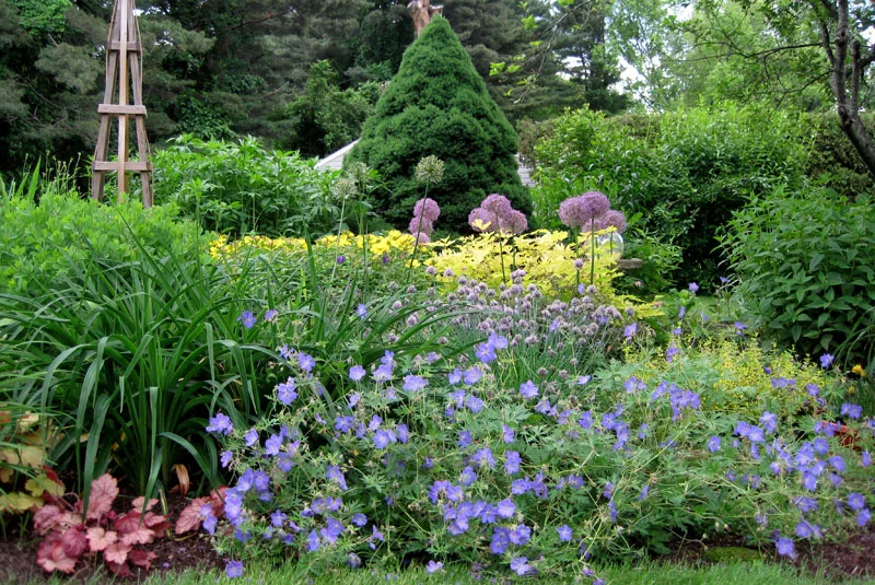 I’d Rather Be Blue: 10 Blue Perennials for Your Garden — Enchanted Gardens