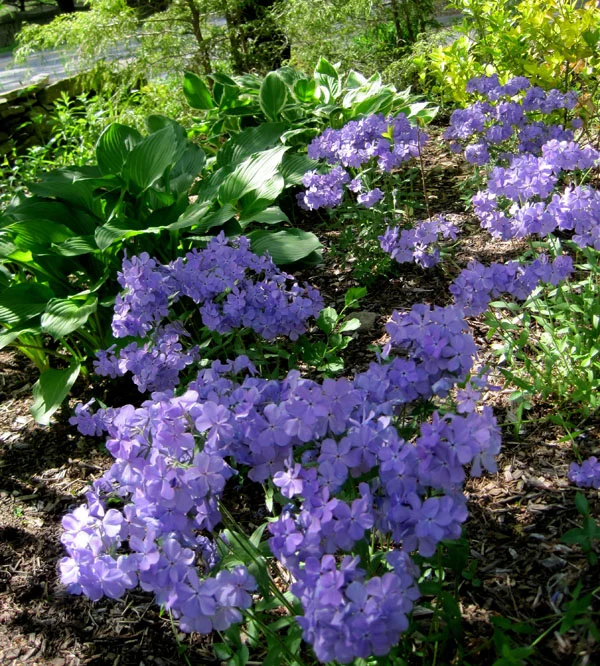 I’d Rather Be Blue: 10 Blue Perennials for Your Garden — Enchanted Gardens