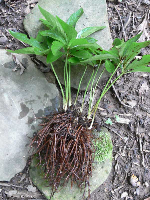 More Hellebores, Please! — Enchanted Gardens