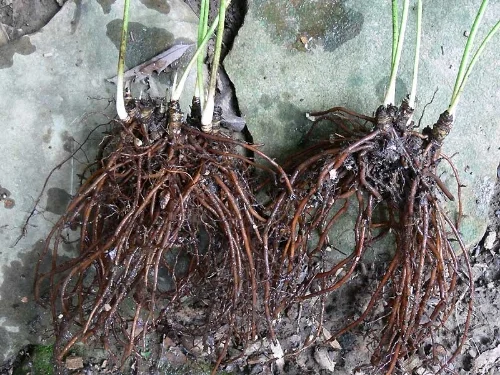 More Hellebores, Please! — Enchanted Gardens