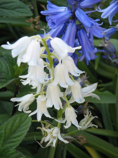 Spanish Bluebells Welcome Spring — Enchanted Gardens