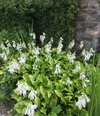 The Surprising Beauty of Hosta Flowers — Enchanted Gardens