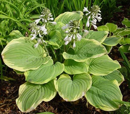 The Surprising Beauty of Hosta Flowers — Enchanted Gardens