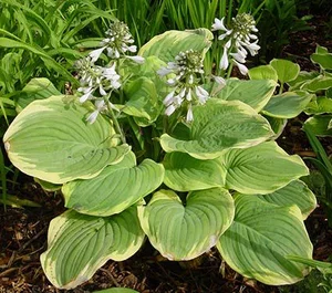 The Surprising Beauty of Hosta Flowers — Enchanted Gardens
