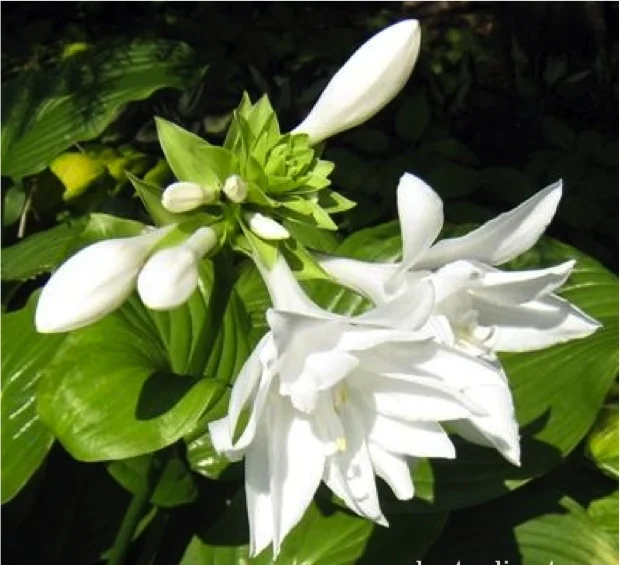 The Surprising Beauty of Hosta Flowers — Enchanted Gardens