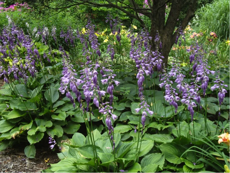 The Surprising Beauty of Hosta Flowers — Enchanted Gardens