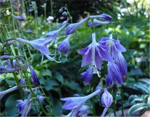 The Surprising Beauty of Hosta Flowers — Enchanted Gardens
