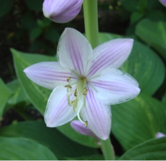 The Surprising Beauty of Hosta Flowers — Enchanted Gardens