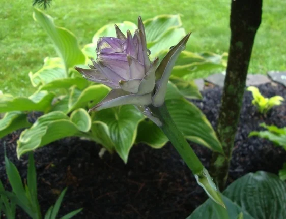 The Surprising Beauty of Hosta Flowers — Enchanted Gardens