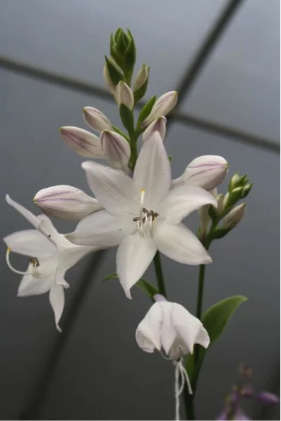 The Surprising Beauty of Hosta Flowers — Enchanted Gardens