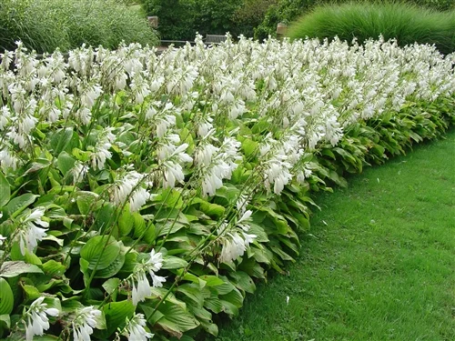 The Surprising Beauty of Hosta Flowe — Enchanted Gardens