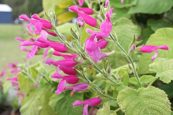 10 Favorite Mail-Order Nurseries — Enchanted Gardens