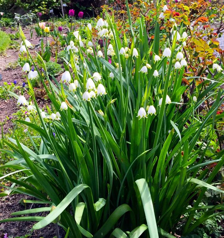 Spring Ideas from Blithewold — Enchanted Gardens