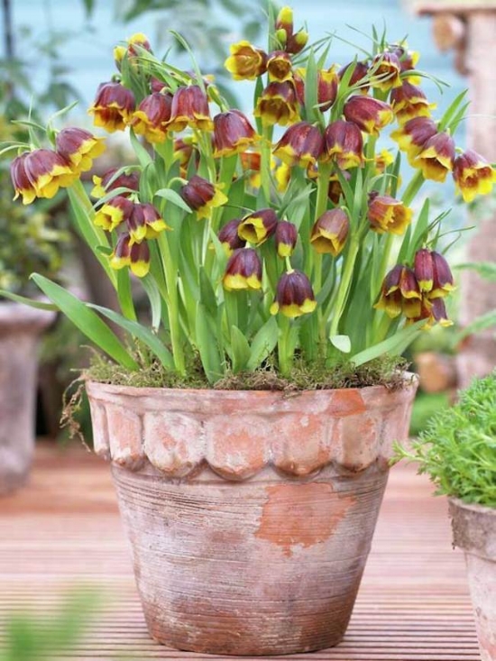 Spring Fling with Fritillaries — Enchanted Gardens