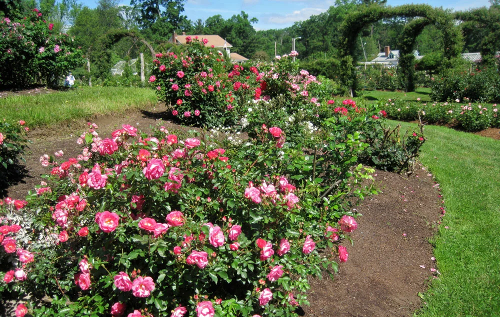Roses Bloom at Elizabeth Park — Enchanted Gardens