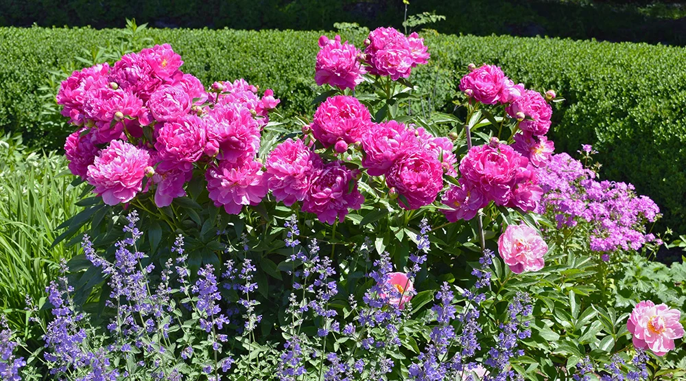 Peony Partners — Enchanted Gardens