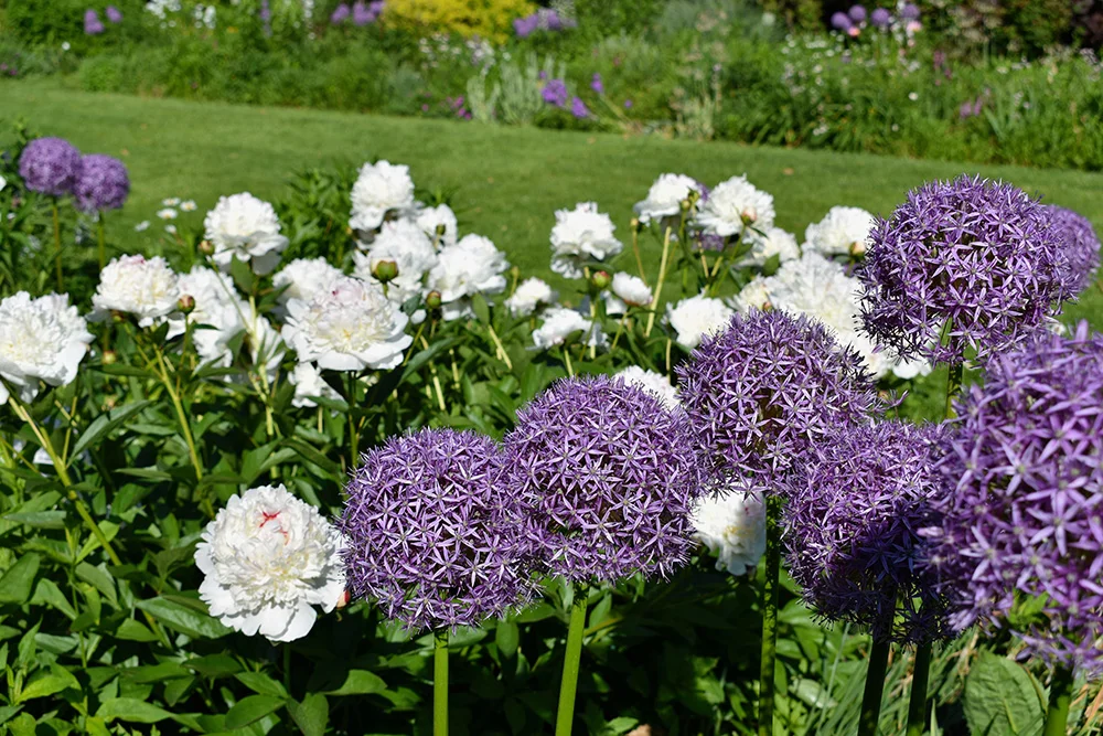 Peony Partners — Enchanted Gardens