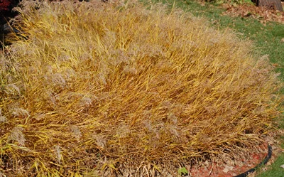 Hakone Grass - A Four Season Stunner — Enchanted Gardens