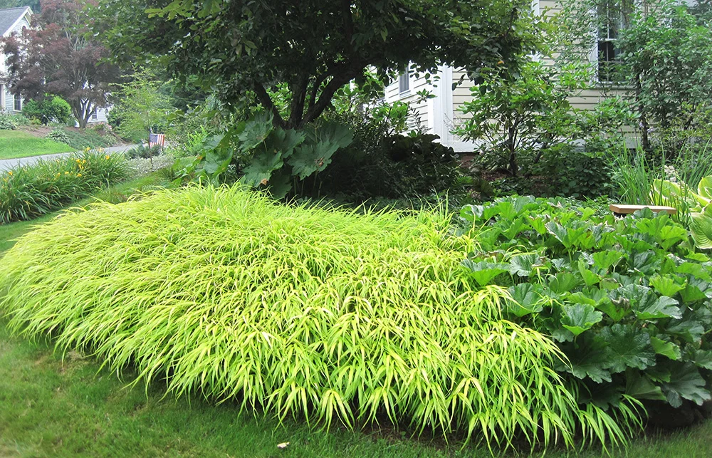 Hakone Grass - A Four Season Stunne — Enchanted Gardens