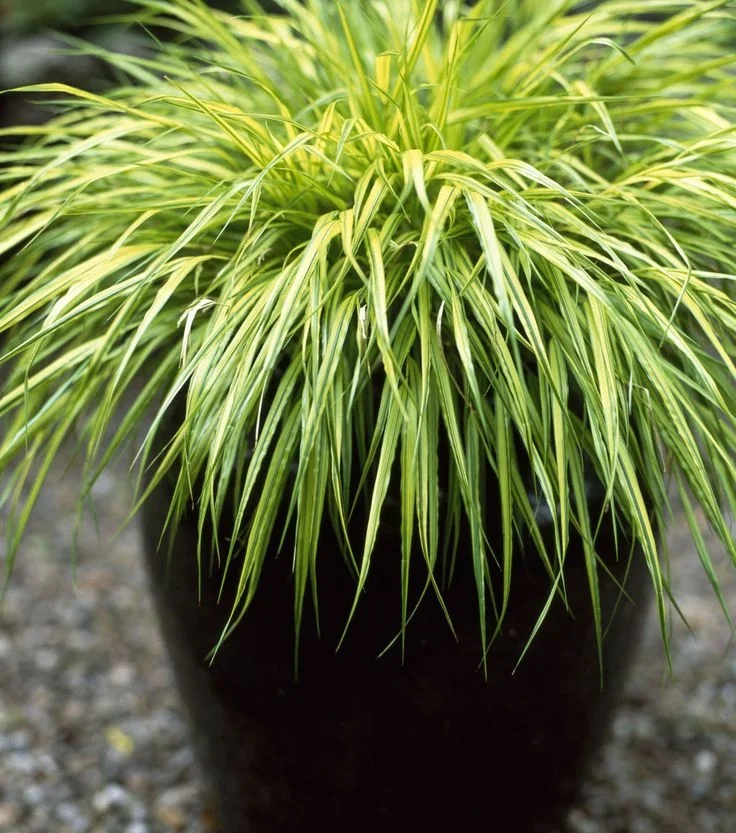 Hakone Grass - A Four Season Stunner — Enchanted Gardens