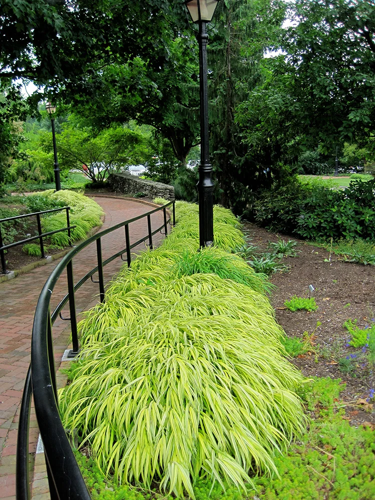 Hakone Grass - A Four Season Stunne — Enchanted Gardens